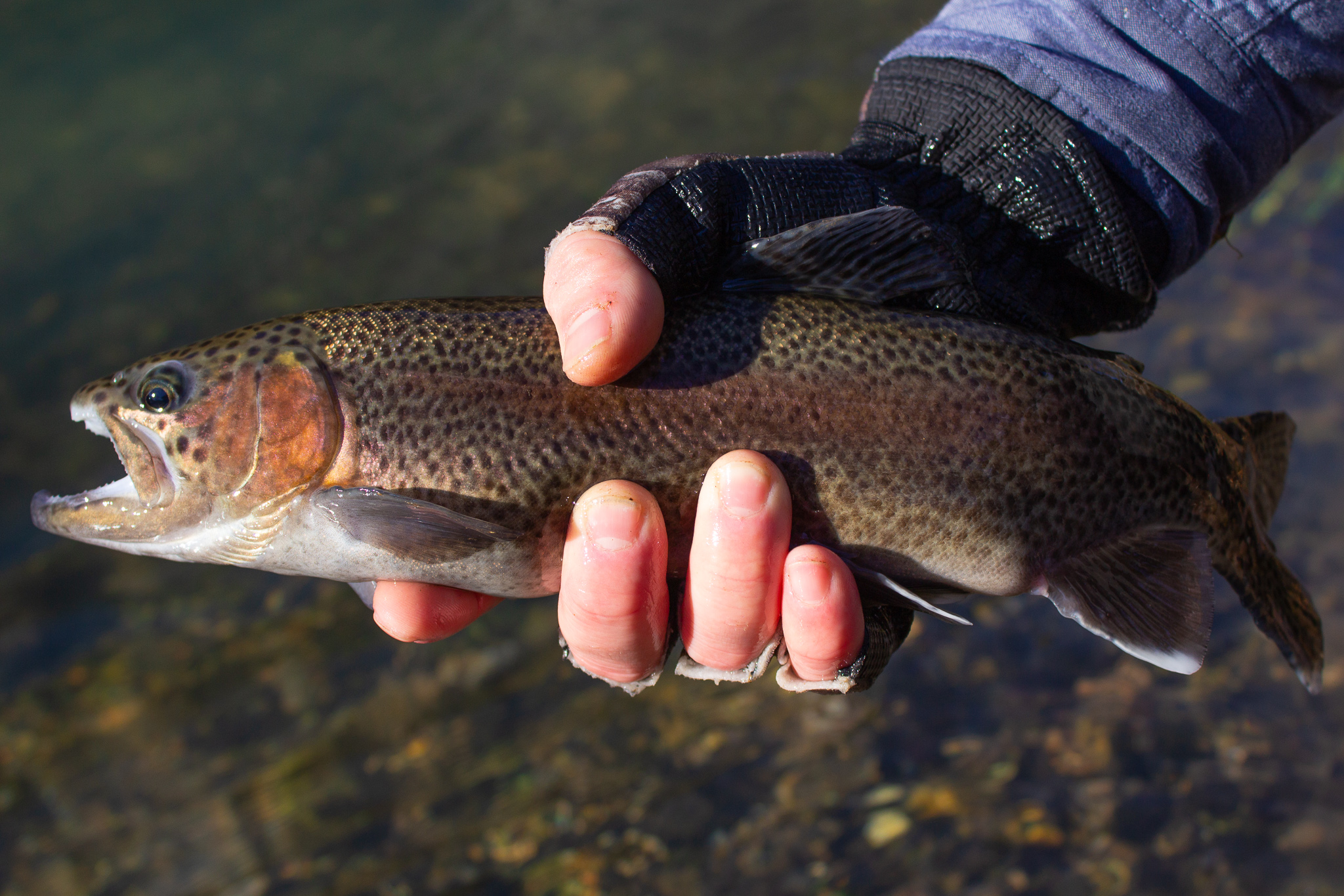 Missouri Blue-Ribbon Trout Slam program unveiled - Mahoney Outdoors Missouri Blue-Ribbon Trout Slam program unveiled - Mahoney Outdoors